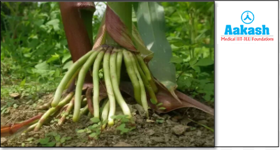 Roots: Function, Modifications & Examples | AESL